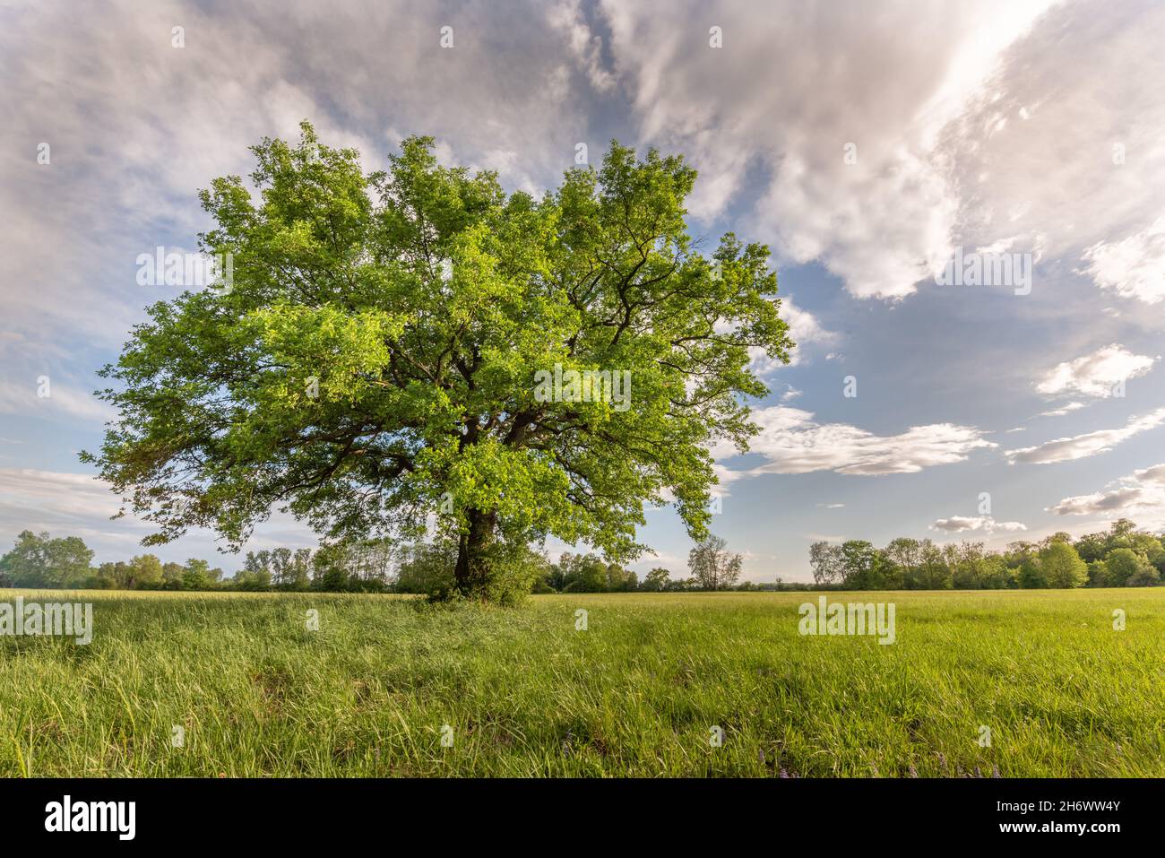 Large oak tree hi-res stock photography and images - Alamy