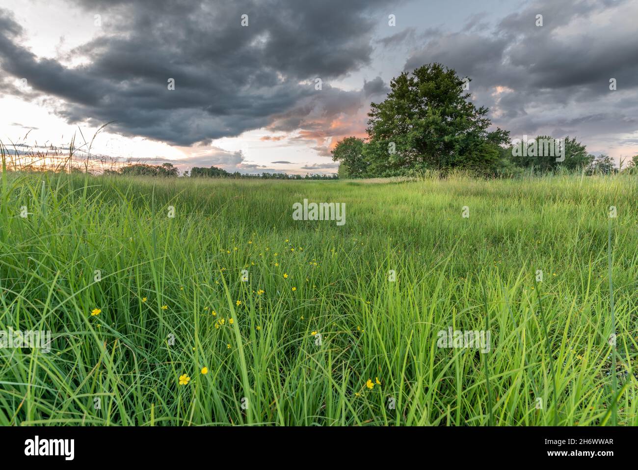 Swampy field hi-res stock photography and images - Alamy