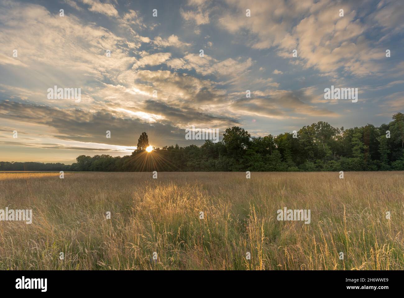 Tree illuminated last ray hi-res stock photography and images - Alamy