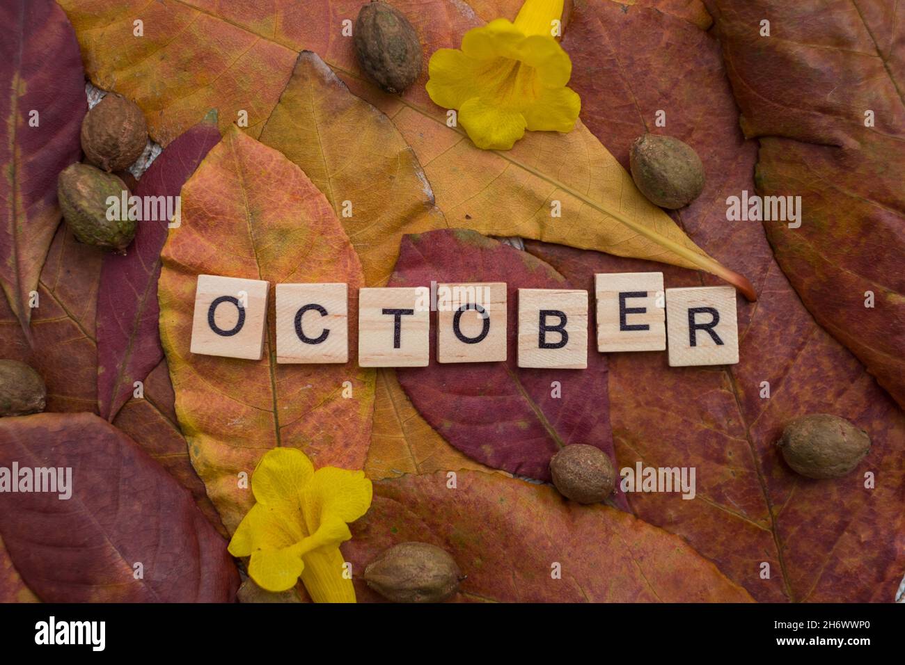 October letters with yellow and red leaves and fall fruits. Minimal ...