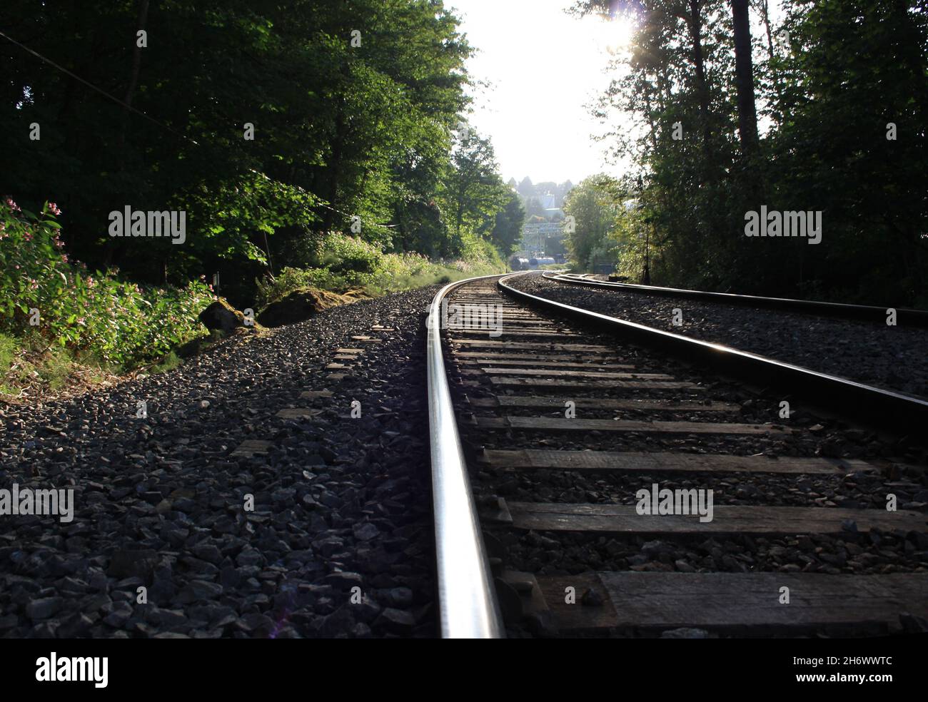 Train rails with trees Stock Photo - Alamy