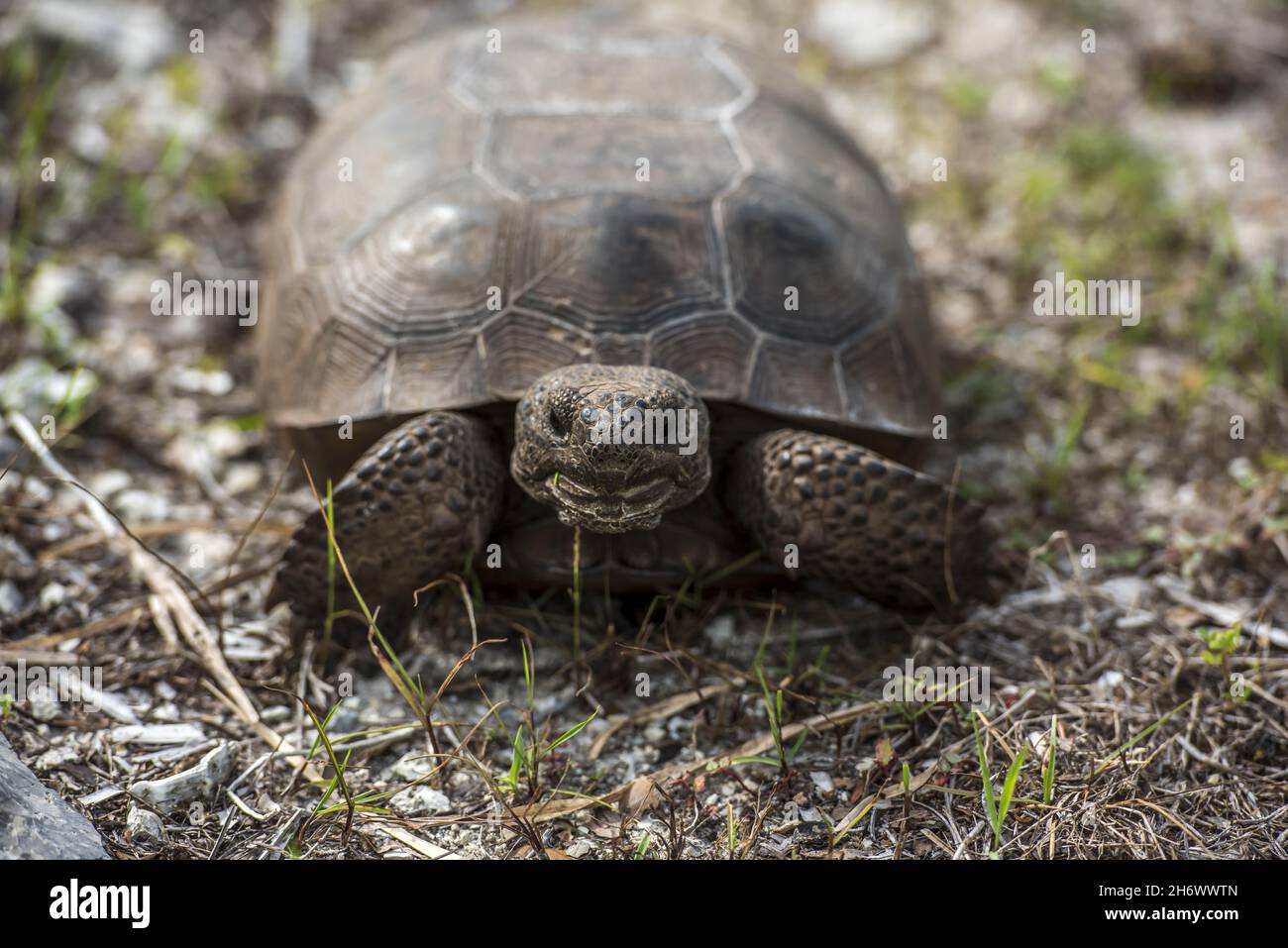 Dark brown tortoise shell hi-res stock photography and images - Alamy