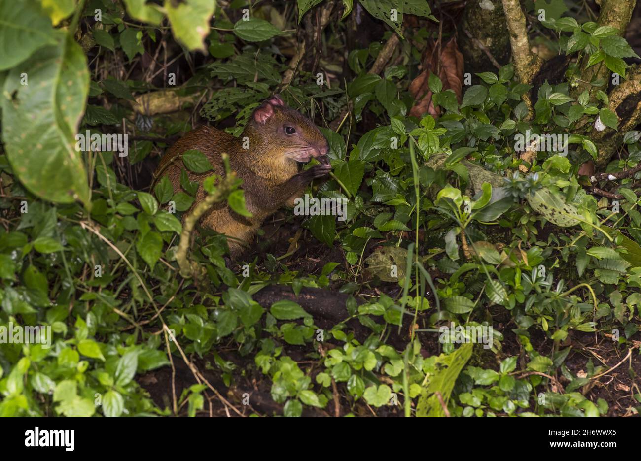 Agouti pattern hi-res stock photography and images - Alamy
