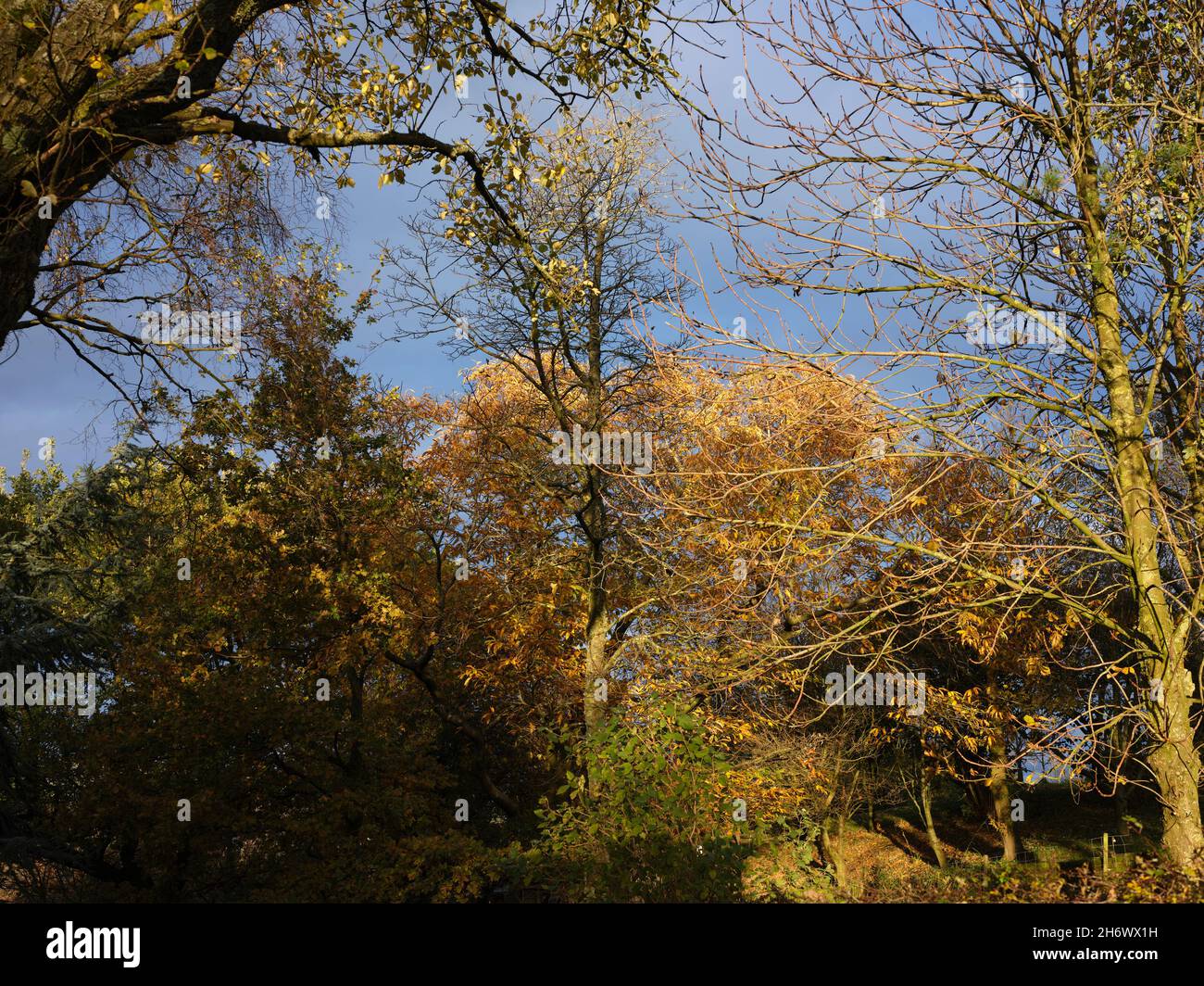 Sun picks out autumn colours on the moorland smallholding Stock Photo ...