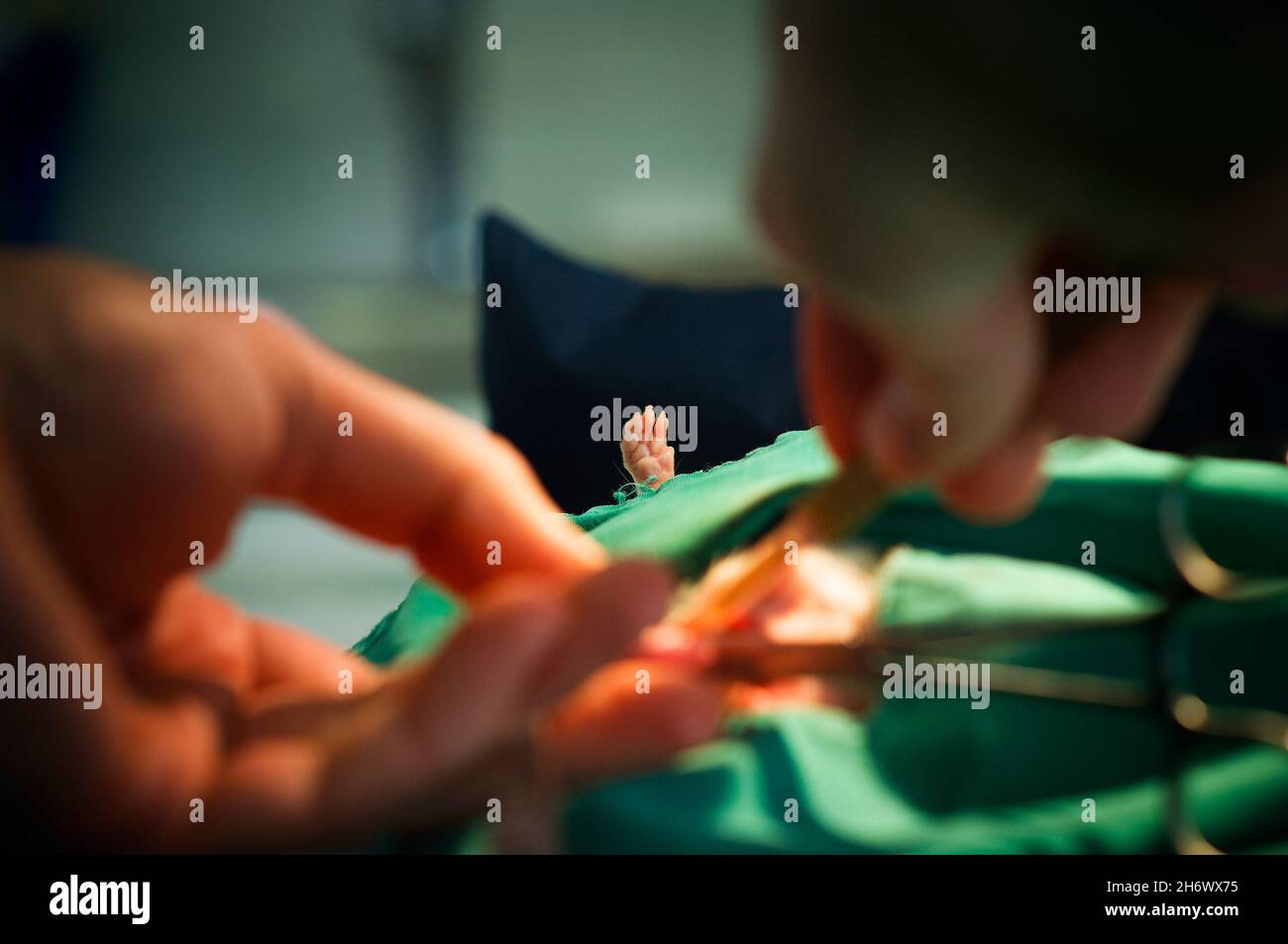Veterinary operation hi-res stock photography and images - Alamy