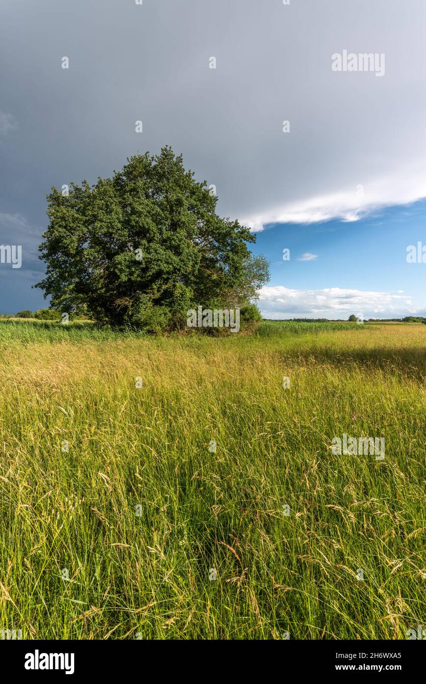Swampy plain hi-res stock photography and images - Alamy