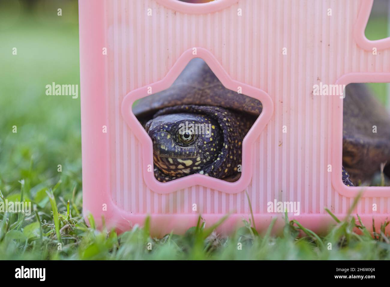 Turtle playground hi-res stock photography and images - Alamy