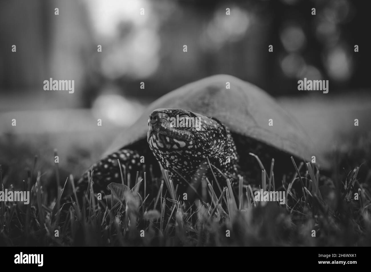 Grayscale of a turtle with an attentive glance walking on the grass ...