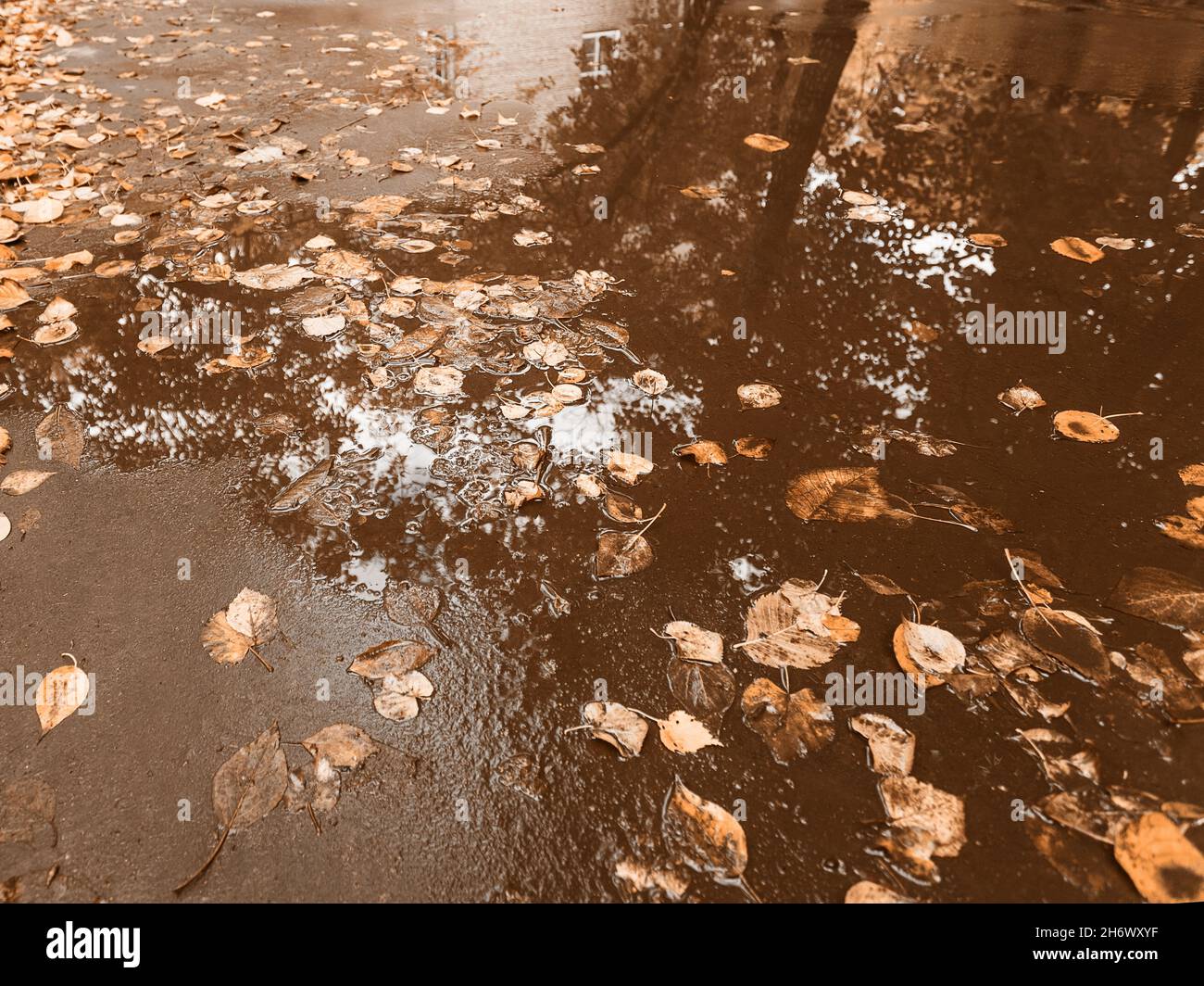 Autumn leaf fall on the asphalt. Fallen leaves in the rain. Tinted ...
