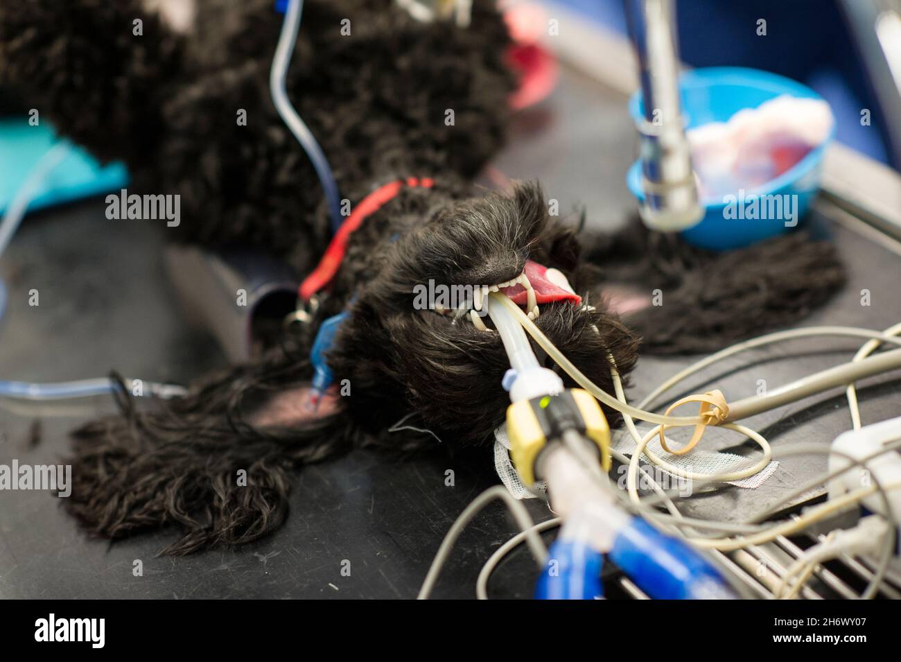 Veterinary surgery england hi-res stock photography and images - Alamy