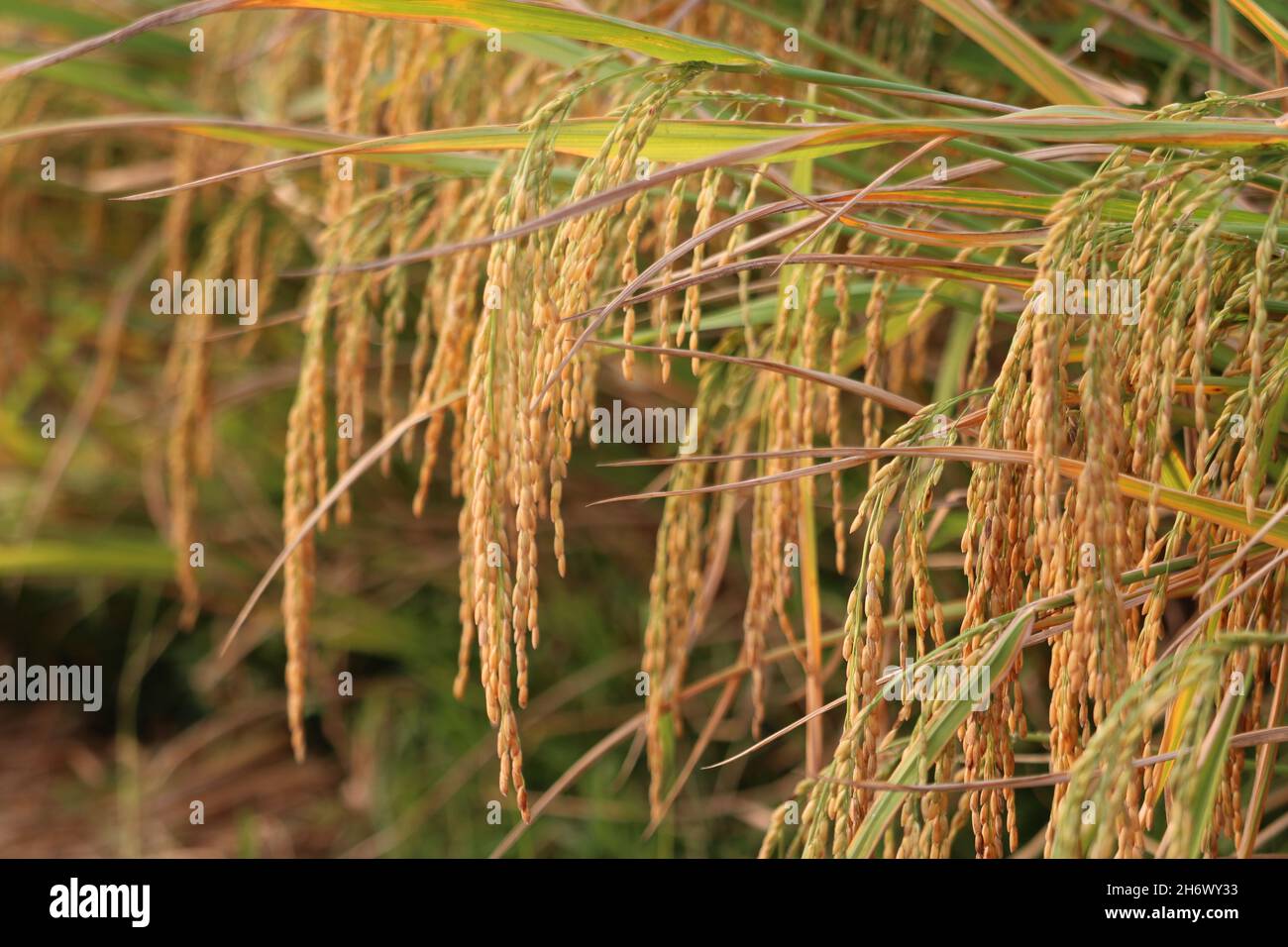 Bangladesh rice hi-res stock photography and images - Alamy