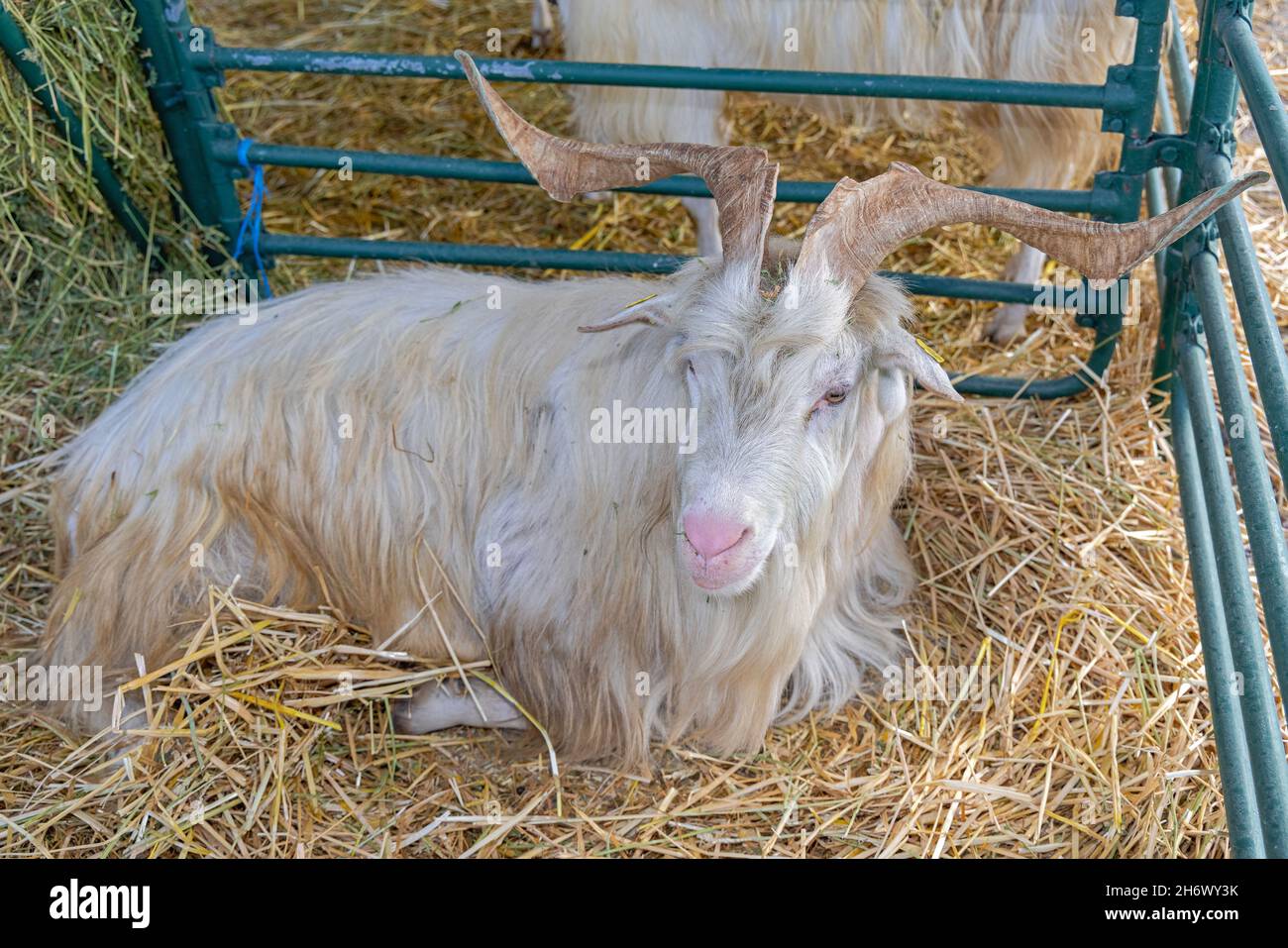 Billy Buck With Big Horns at Goat Farm Stock Photo - Alamy