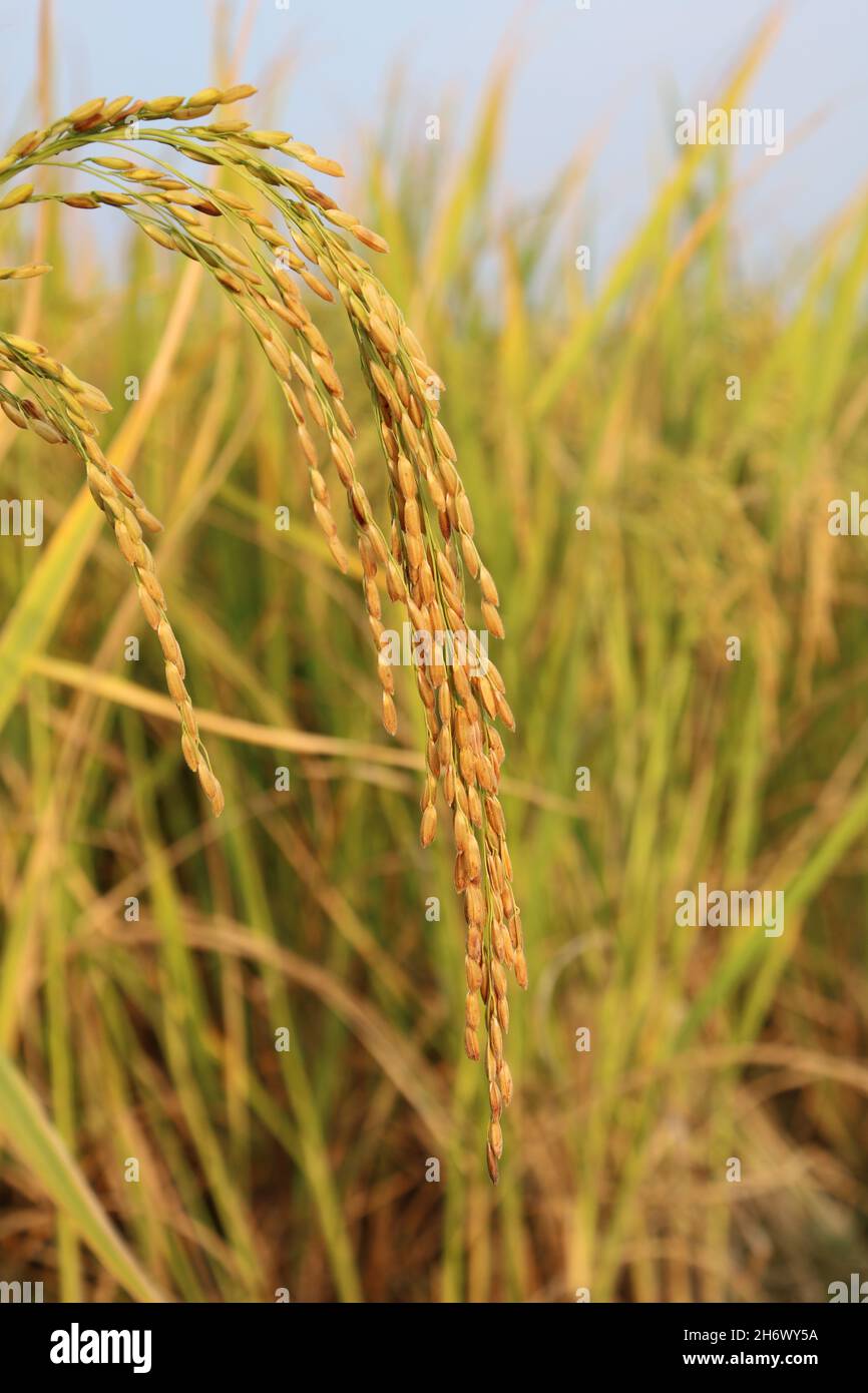 Rice industry in bangladesh hi-res stock photography and images - Alamy