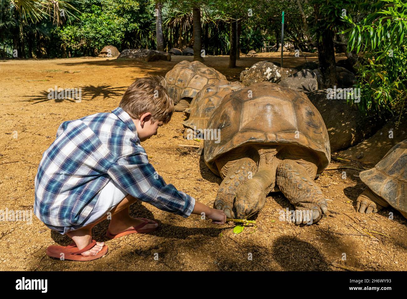 A Boy giving food to giant endangered turtle, animal eating plants ...