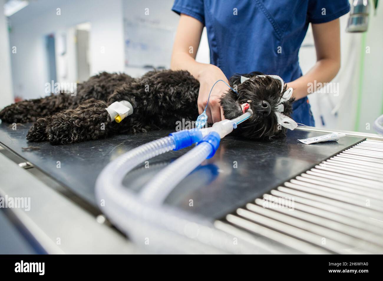 Anaesthetic nurse hi-res stock photography and images - Alamy