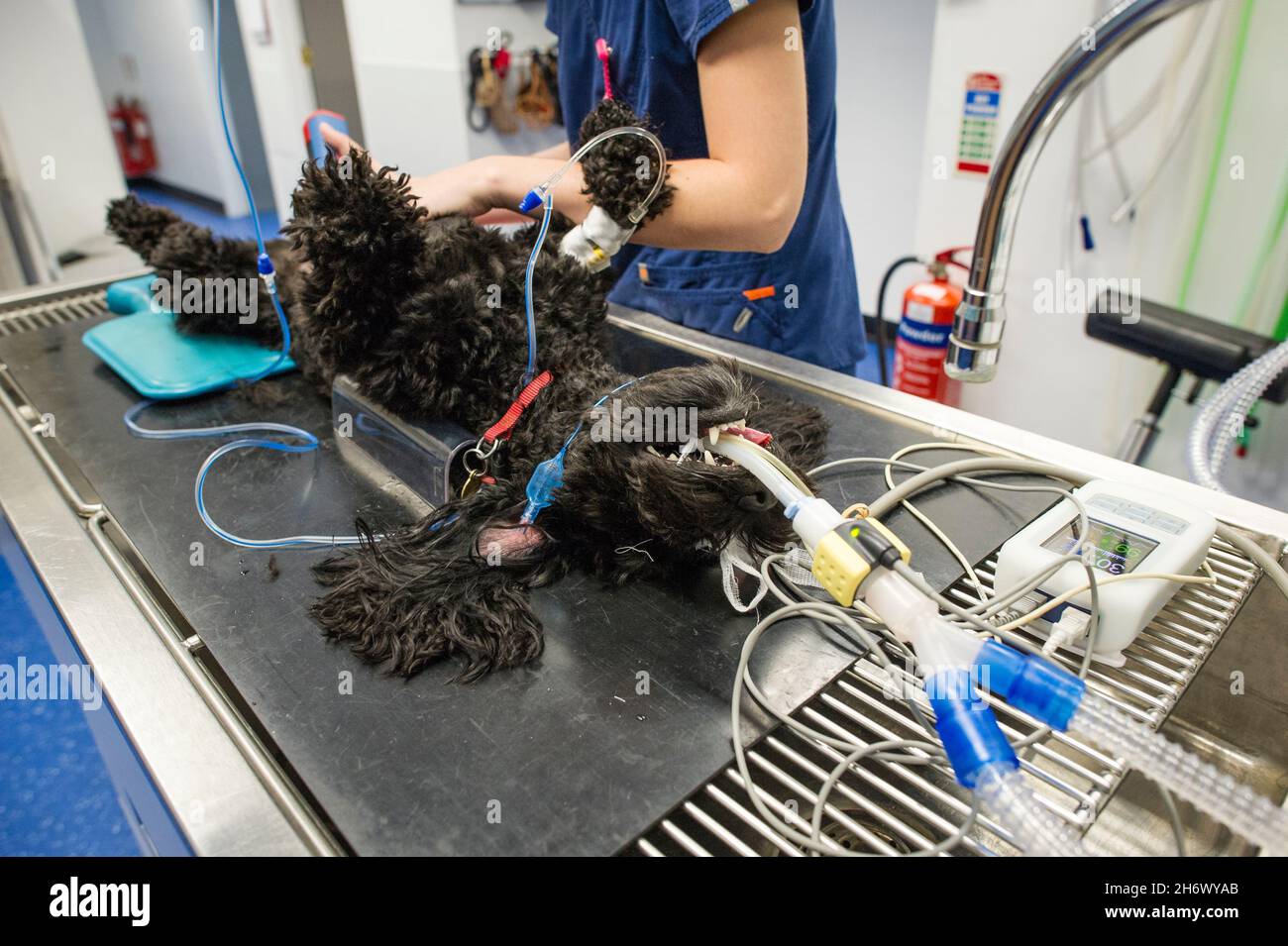 Anaesthetic nurse hi-res stock photography and images - Alamy