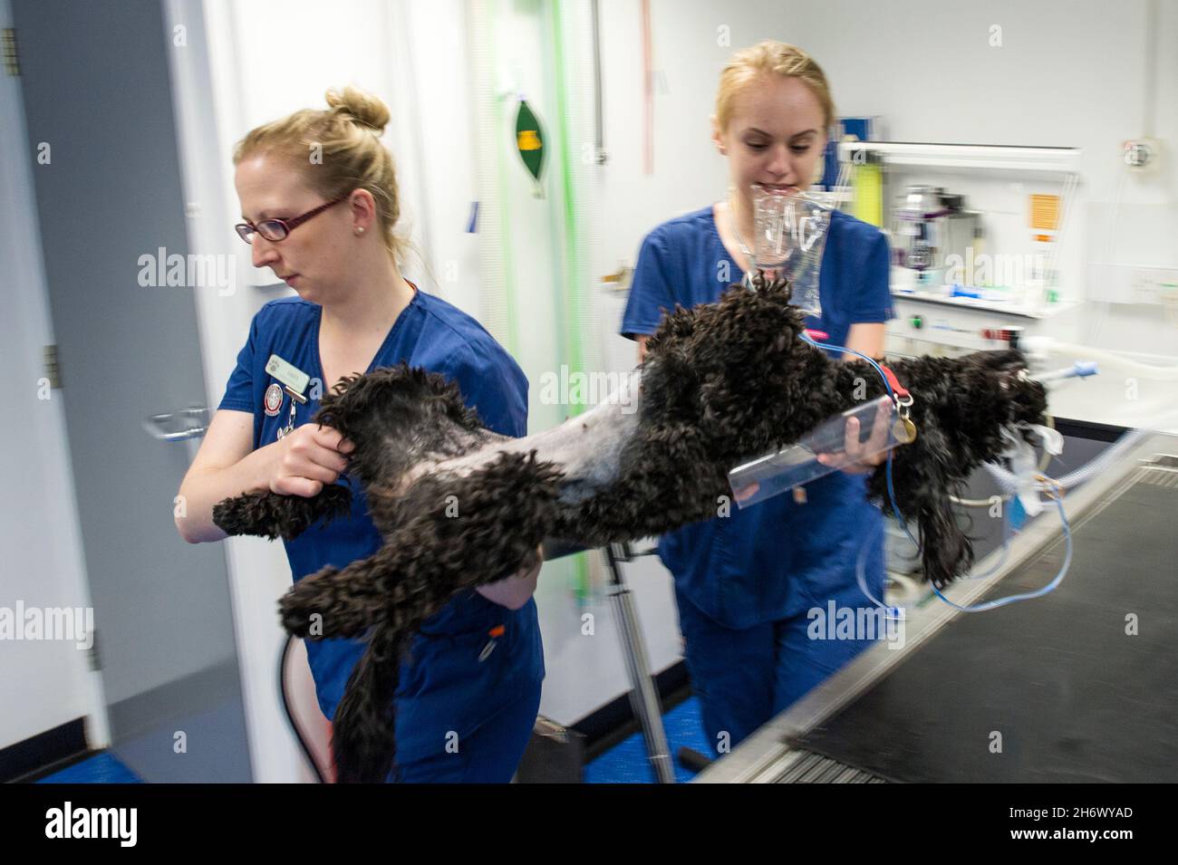 A pet dog under anaesthetic prior to undergoing a procedure, is carried ...