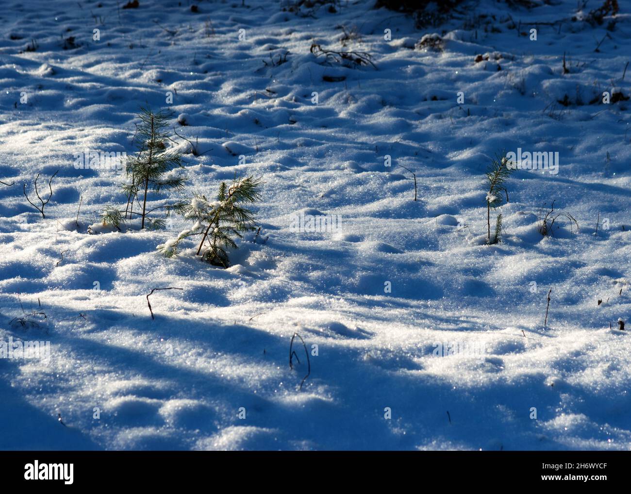 snow cover the ground, snow texture, shadows on the snow, plants under ...