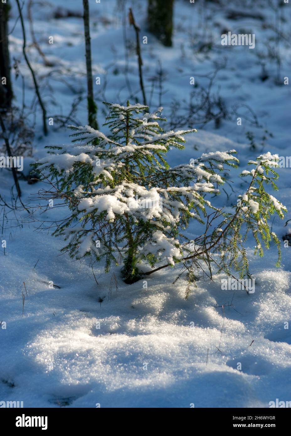 snow cover the ground, snow texture, shadows on the snow, Christmas ...