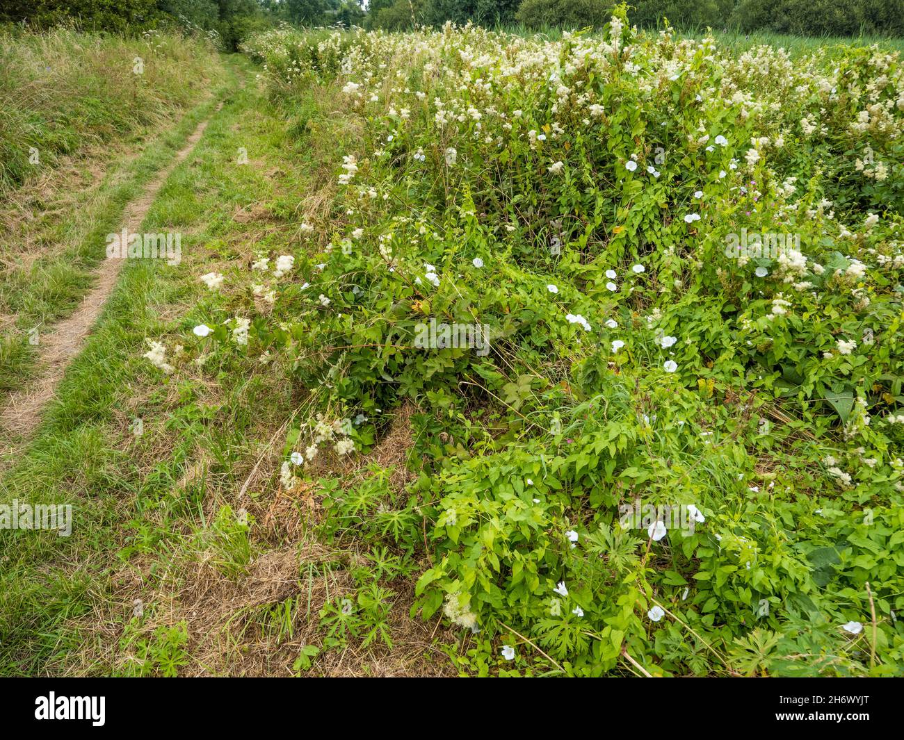 The Ridgeway National Trail, Historic Road, North Stoke, Oxfordshire ...