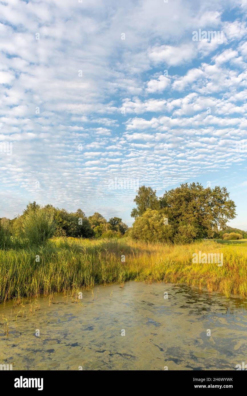 Small pond in a nature reserve in summer Stock Photo - Alamy