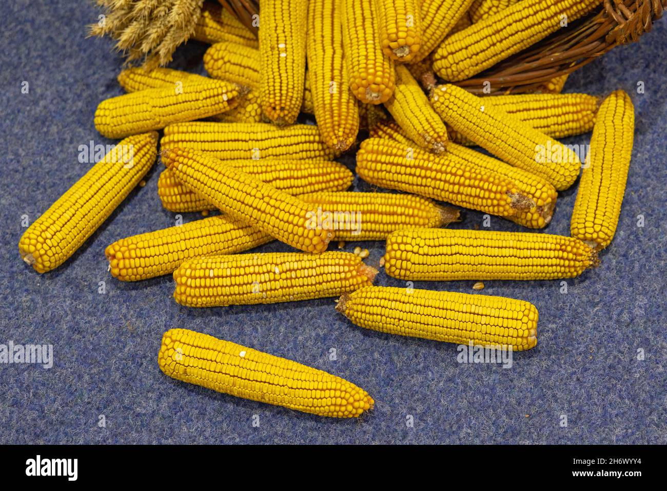 Maize Ears Yellow Corn Cobs Farm Harvest at Carpet Stock Photo - Alamy