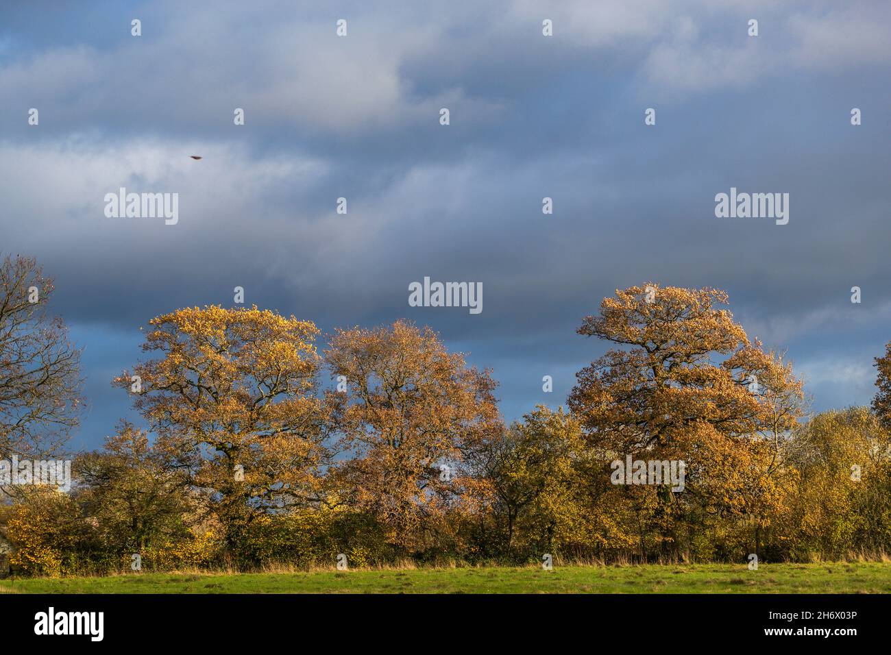 Last of Autumn. Mature Oak trees are the last to hold Autumn colour in ...