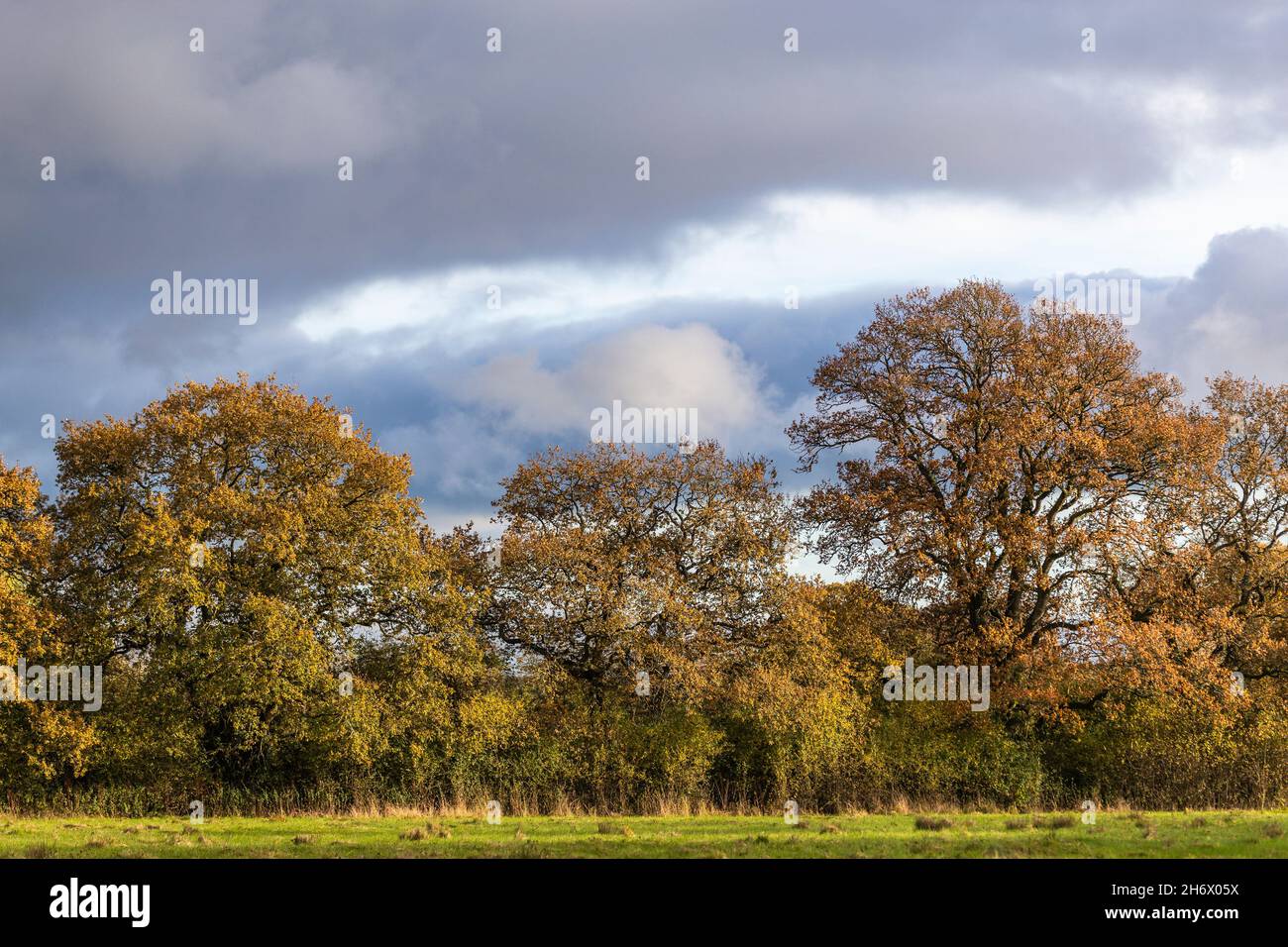 Last of Autumn. Mature Oak trees are the last to hold Autumn colour in ...