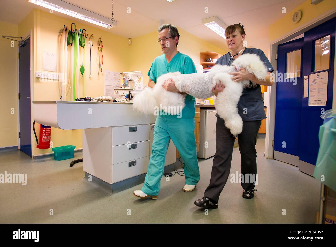 Veterinary nurse and surgeon carry a sedated standard poodle to a ...