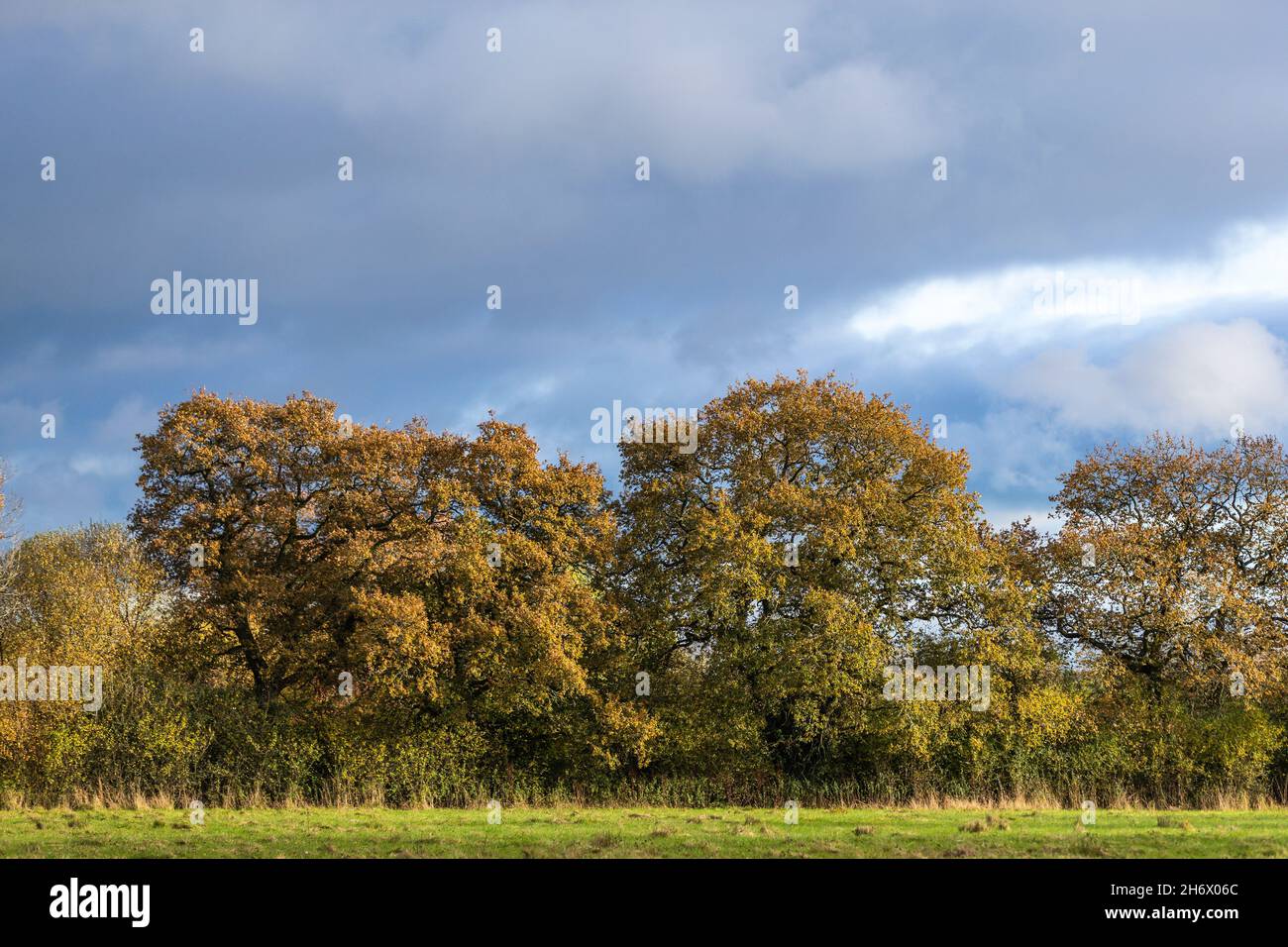 Last of Autumn. Mature Oak trees are the last to hold Autumn colour in ...