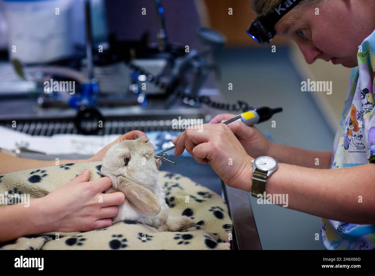 Rabbit nurse hi-res stock photography and images - Alamy