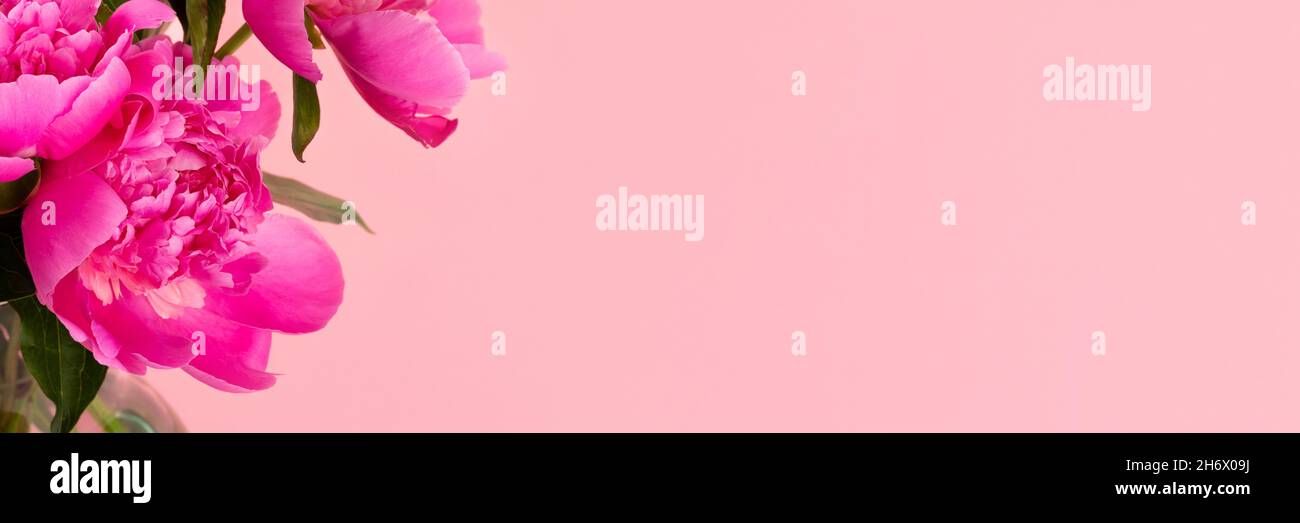 Bouquet of pink peonies on pink background with copy space. Floral wide ...