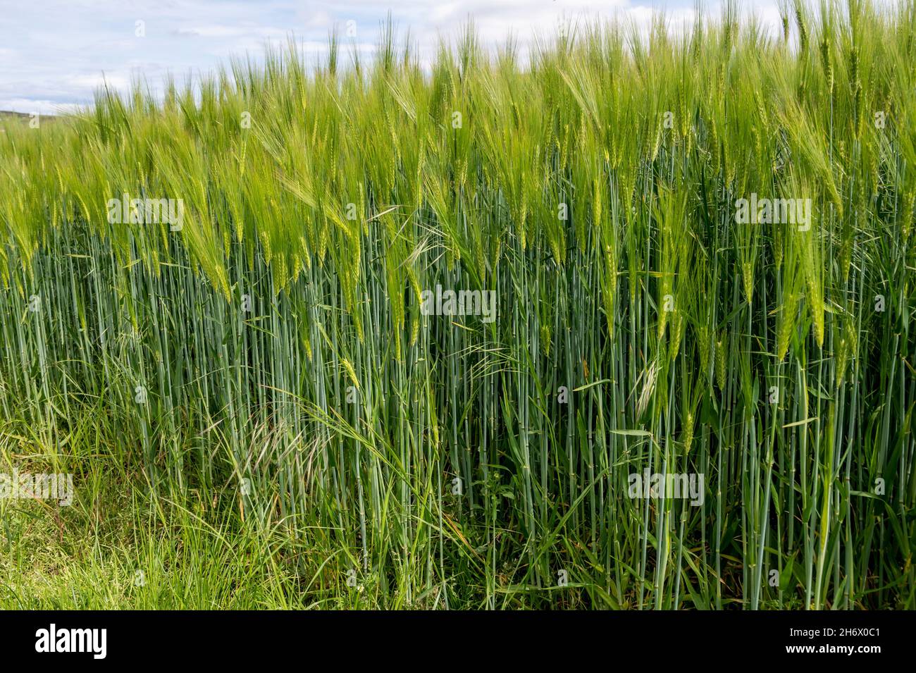 To grow crop hi-res stock photography and images - Alamy
