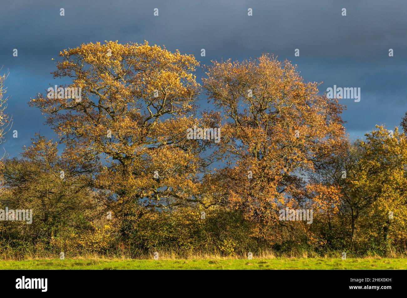 Last of Autumn. Mature Oak trees are the last to hold Autumn colour in ...