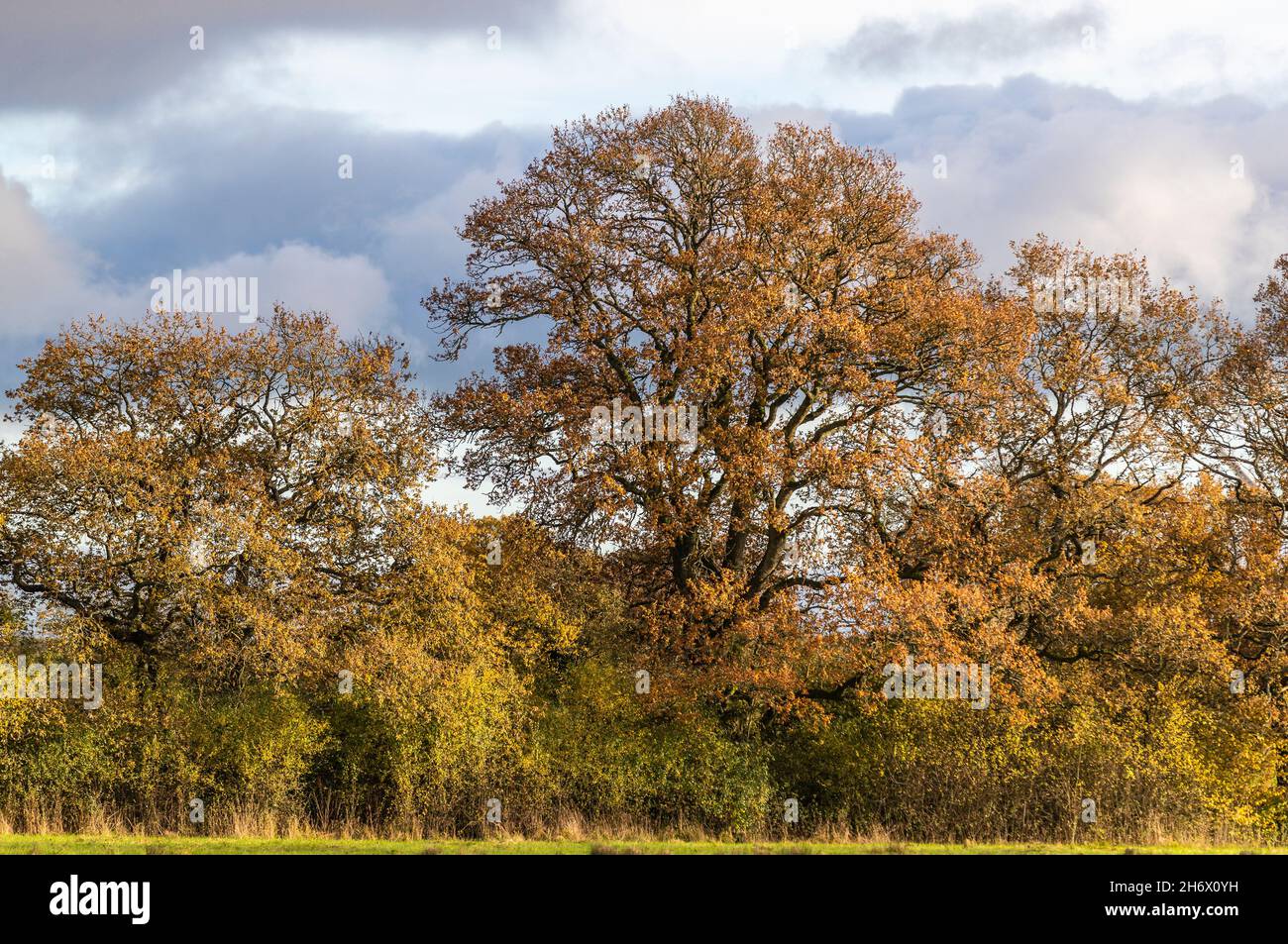 Last of Autumn. Mature Oak trees are the last to hold Autumn colour in ...