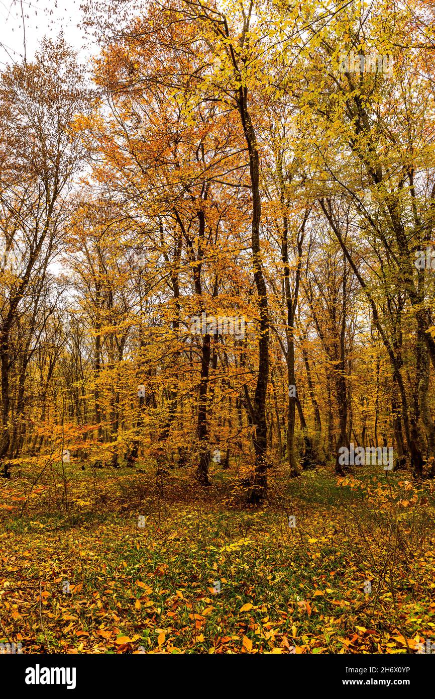 Autumn colors in the forest in November Stock Photo - Alamy