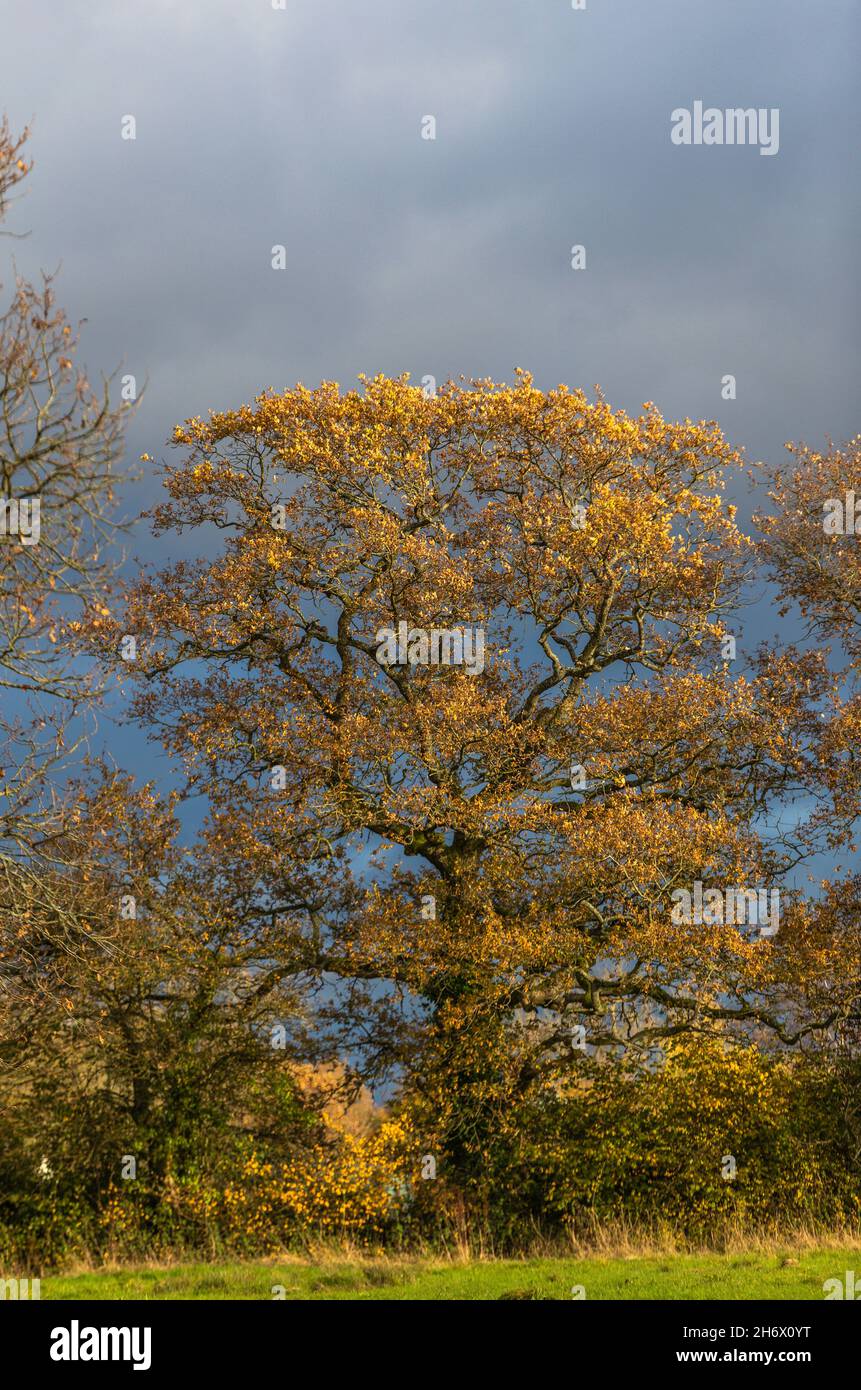 Last of Autumn. Mature Oak trees are the last to hold Autumn colour in ...