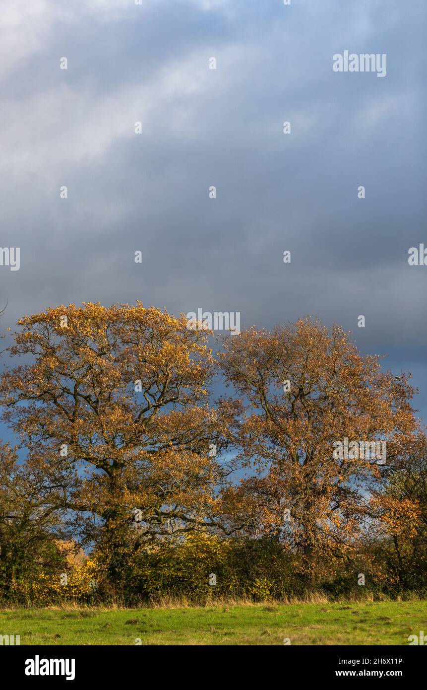 Last of Autumn. Mature Oak trees are the last to hold Autumn colour in ...