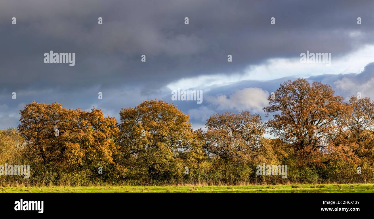 Last of Autumn. Mature Oak trees are the last to hold Autumn colour in ...