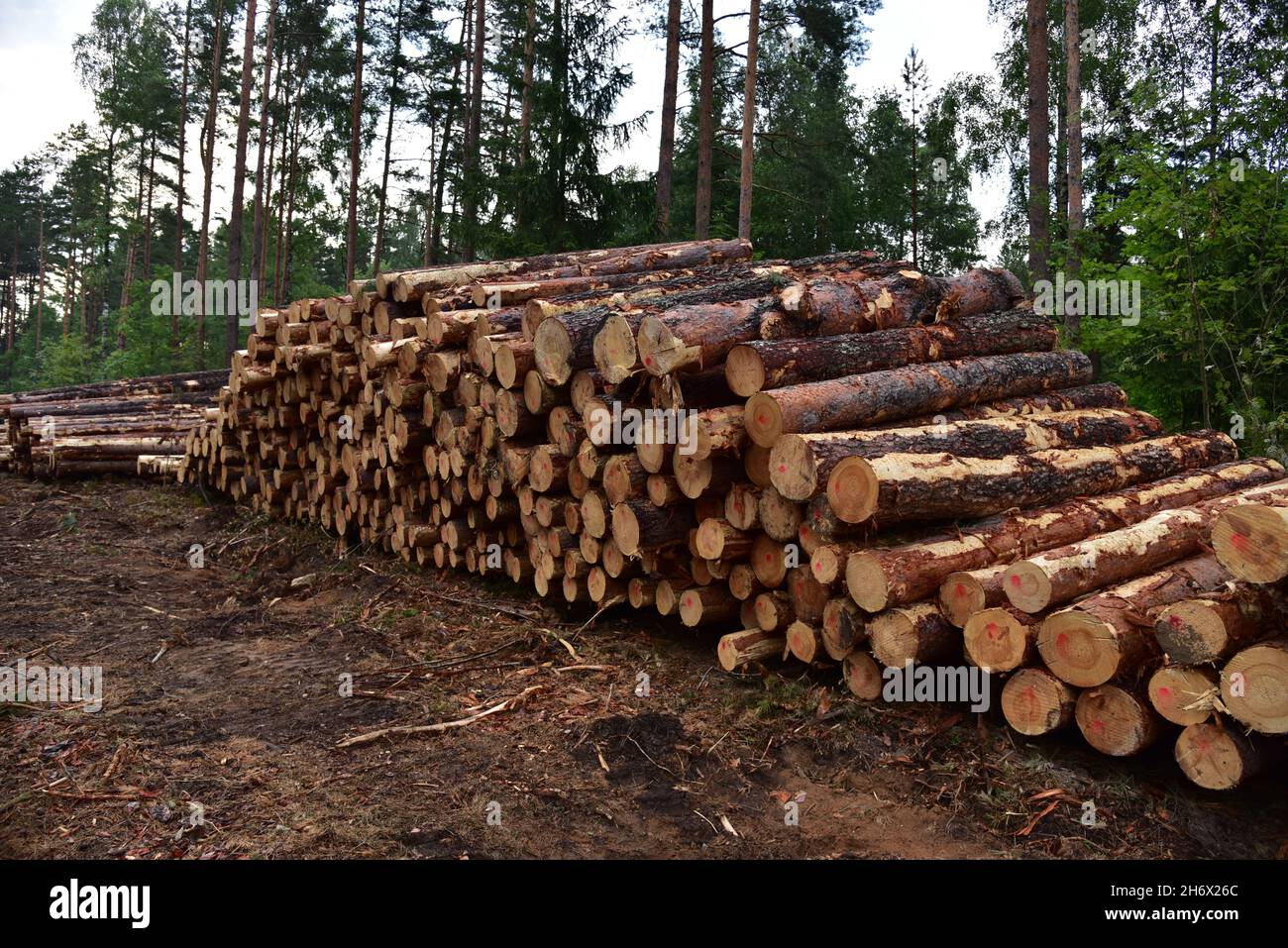 Piled pine tree logs in forest. Stacks of cut wood. Wood logs, timber ...