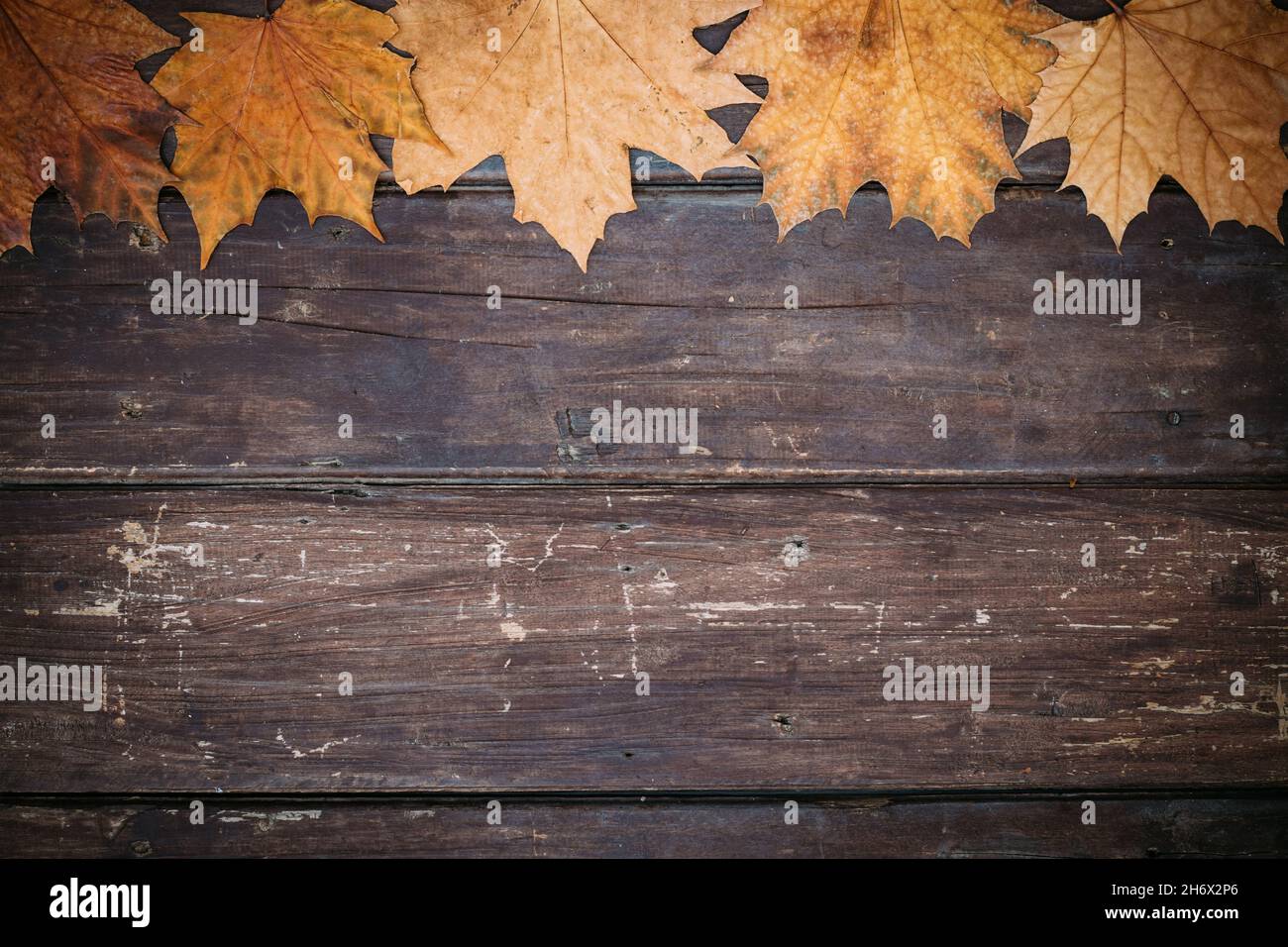 Thanksgiving background. Autumn leaves on wooden background with copy ...
