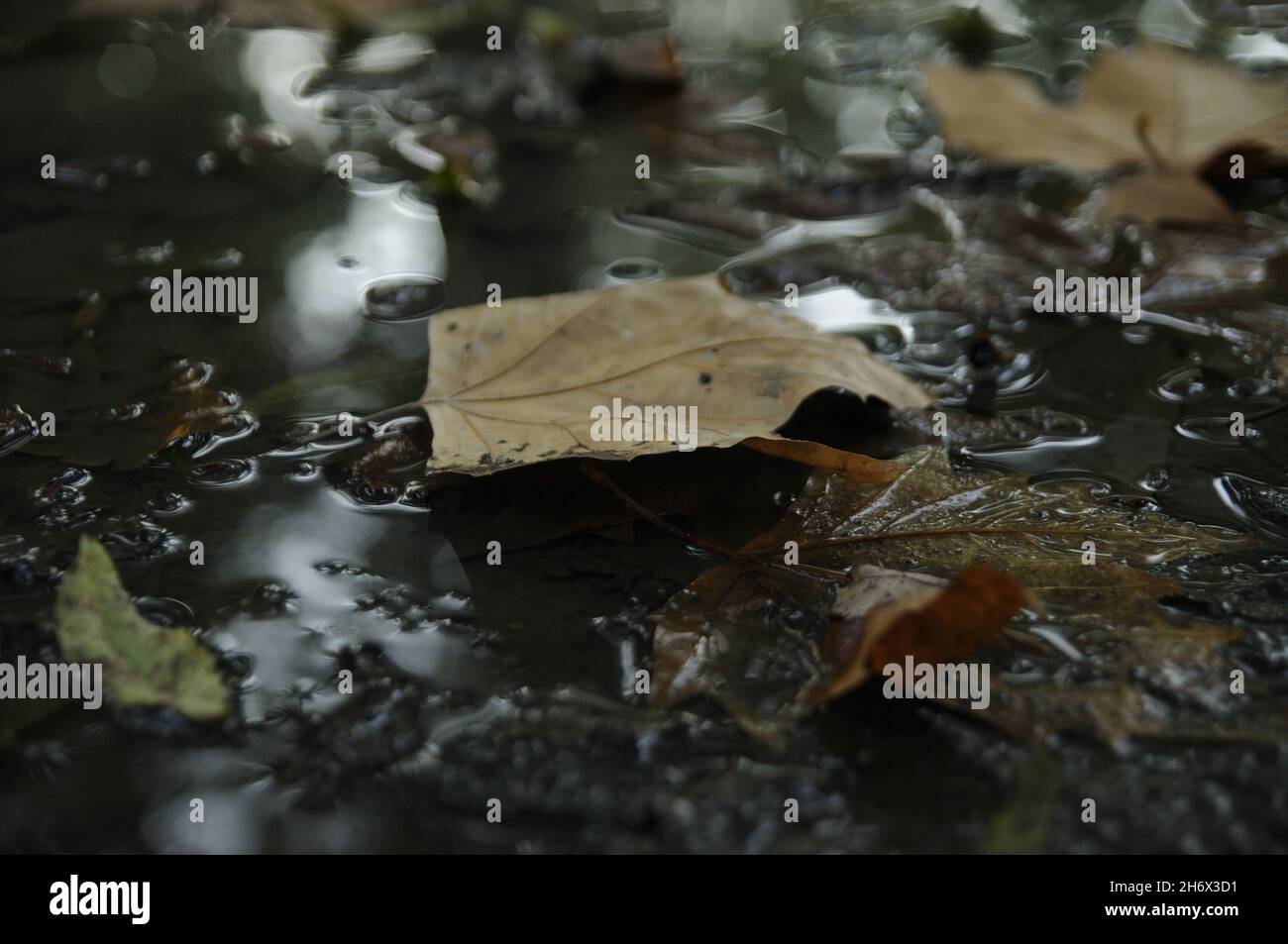 Closeup of the wet ground covered in autumnal leaves, rainy Stock Photo ...