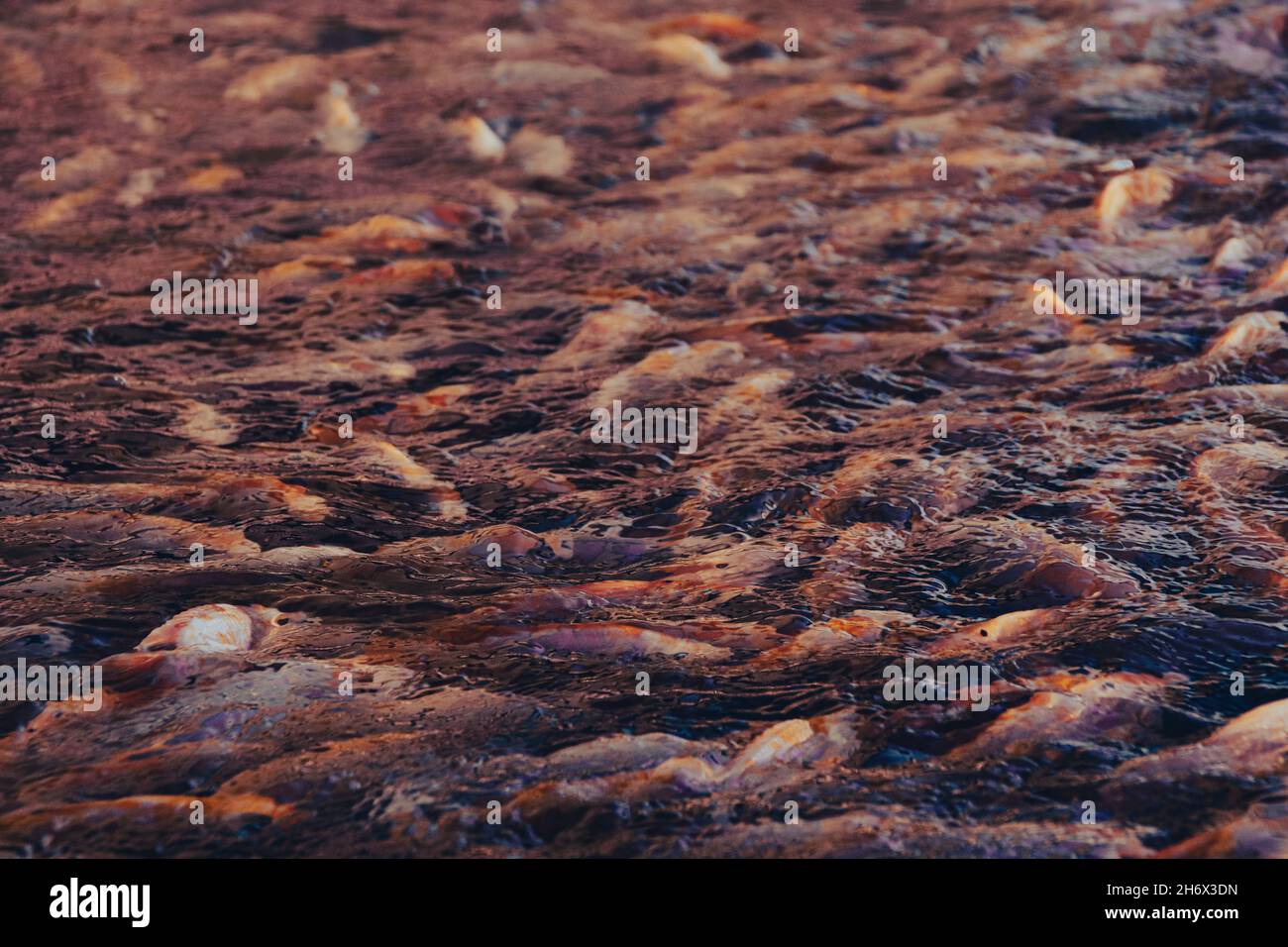 Close up of farmed carp fishes on a feeding frenzy at the water surface ...
