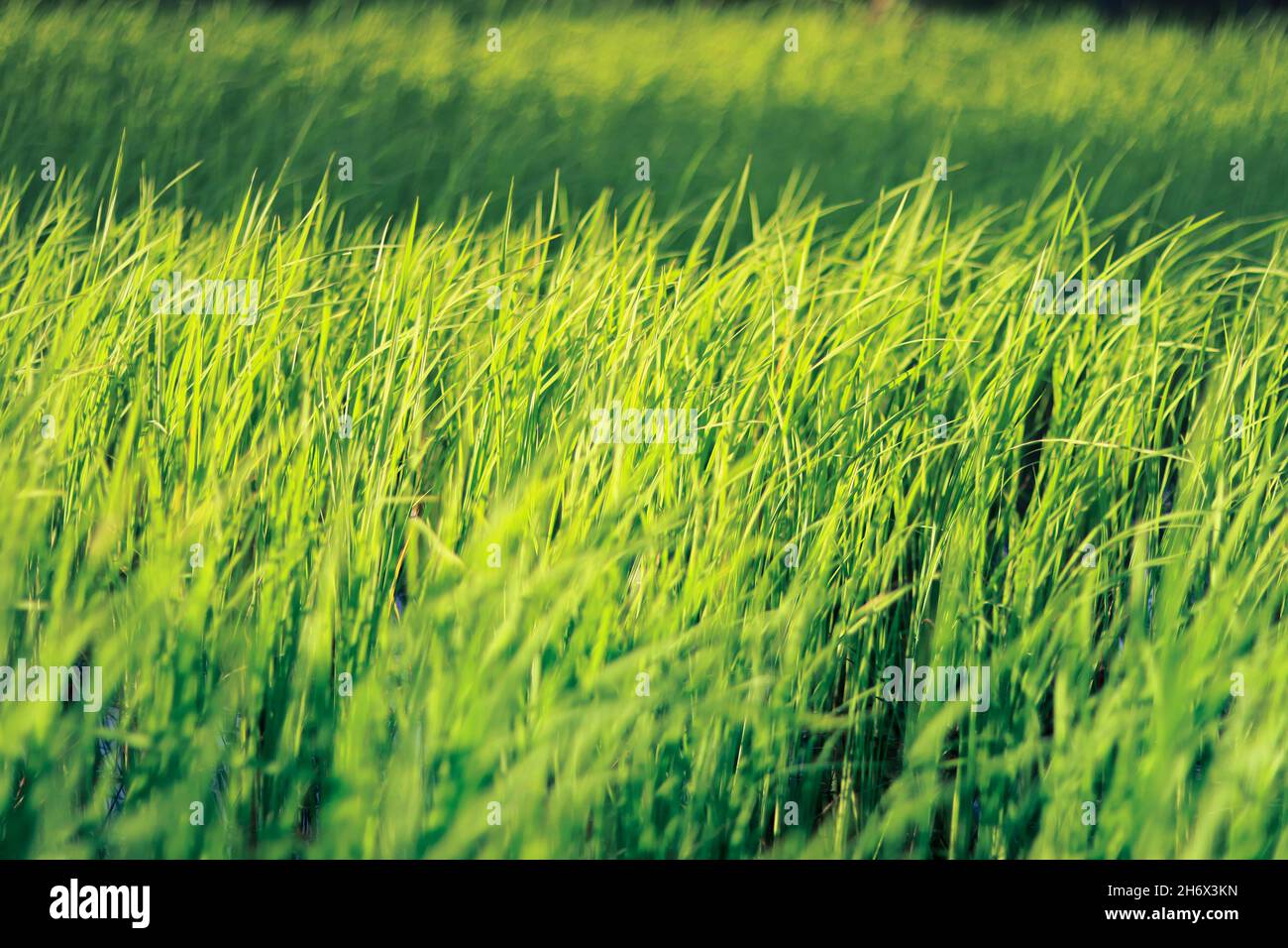 Close up of the lush green rice plant in the paddy Stock Photo - Alamy
