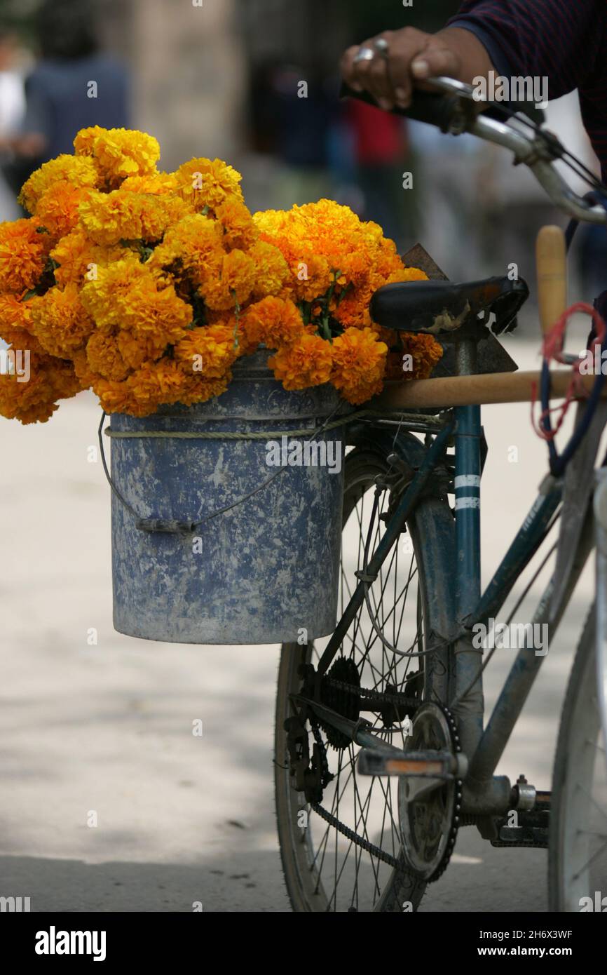 Offering yellow-orange marigolds, called cempasuchil, on the Day of the ...