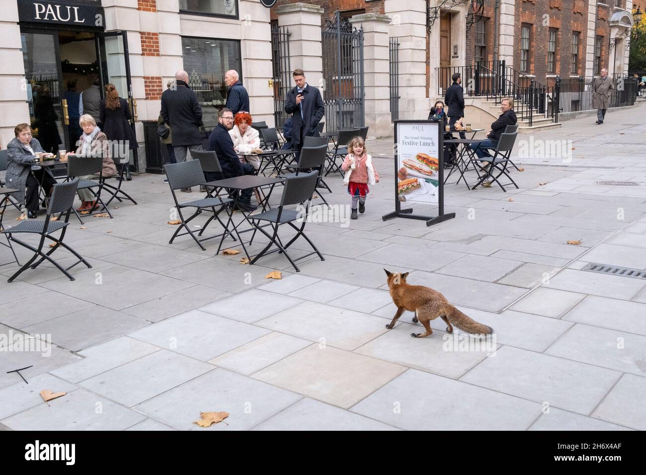 As members of the public look with curiosity, a disorientated young red ...