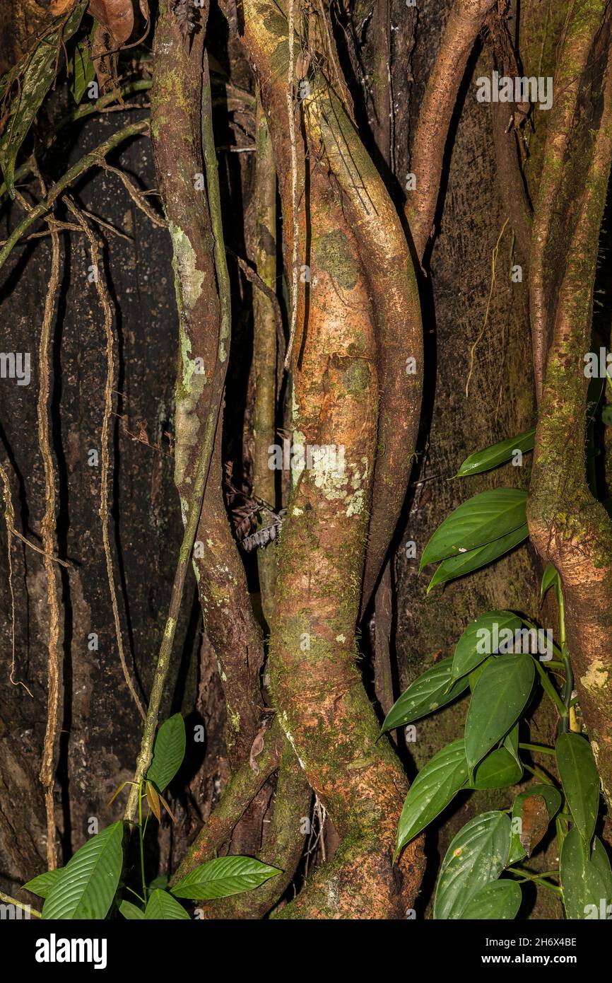 Epiphyte roots in rainforest, Mulu, Malaysia Stock Photo - Alamy