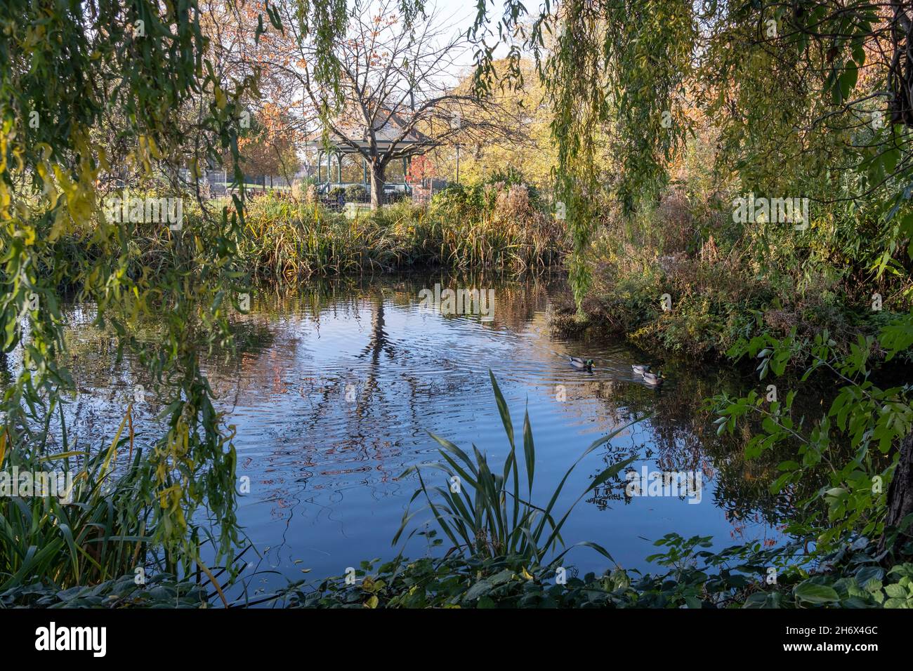 The duck pond and bandstand of Ruskin Park in the south London borough ...