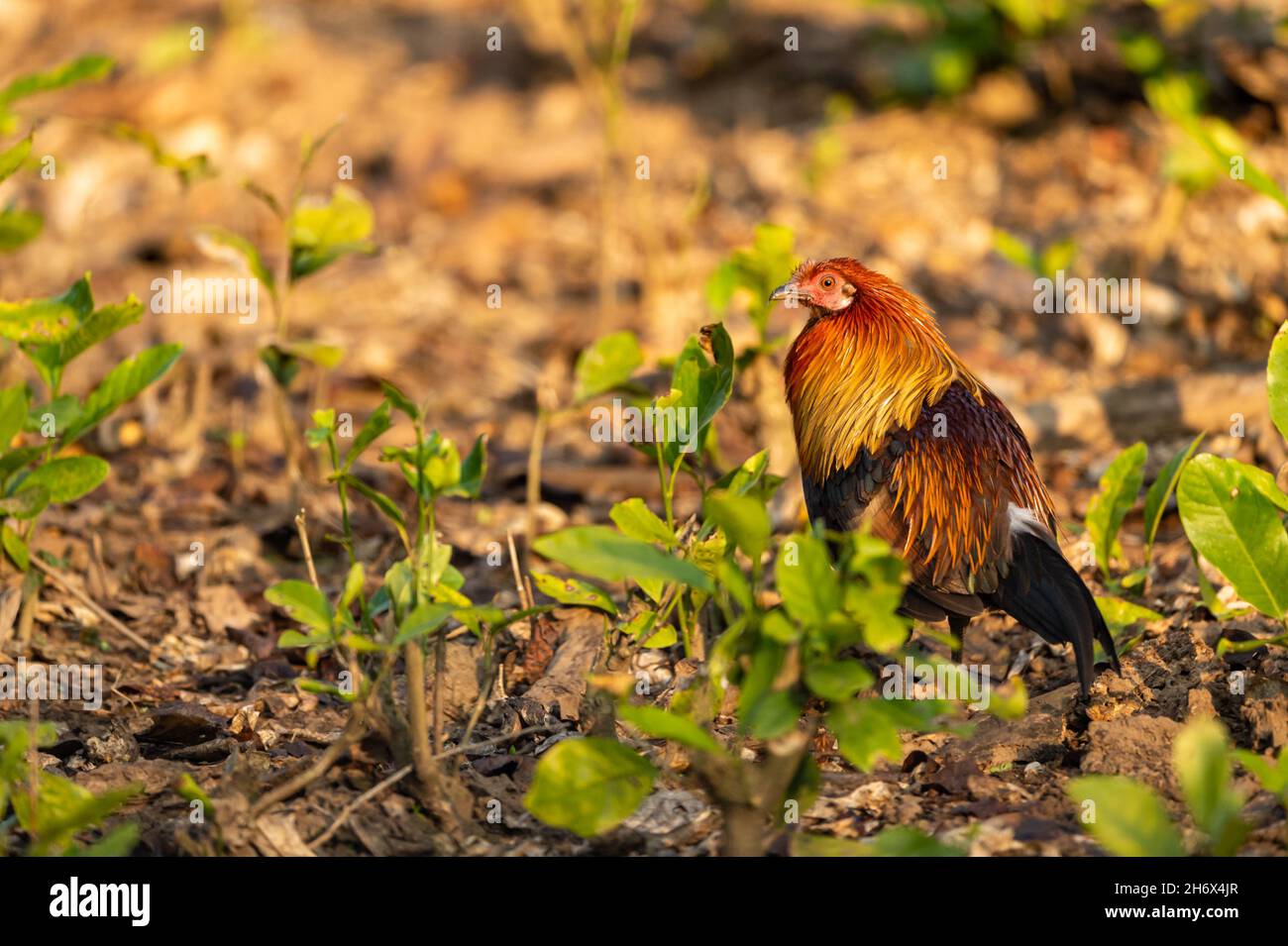 Gallus gallus red jungle fowl hi-res stock photography and images - Alamy