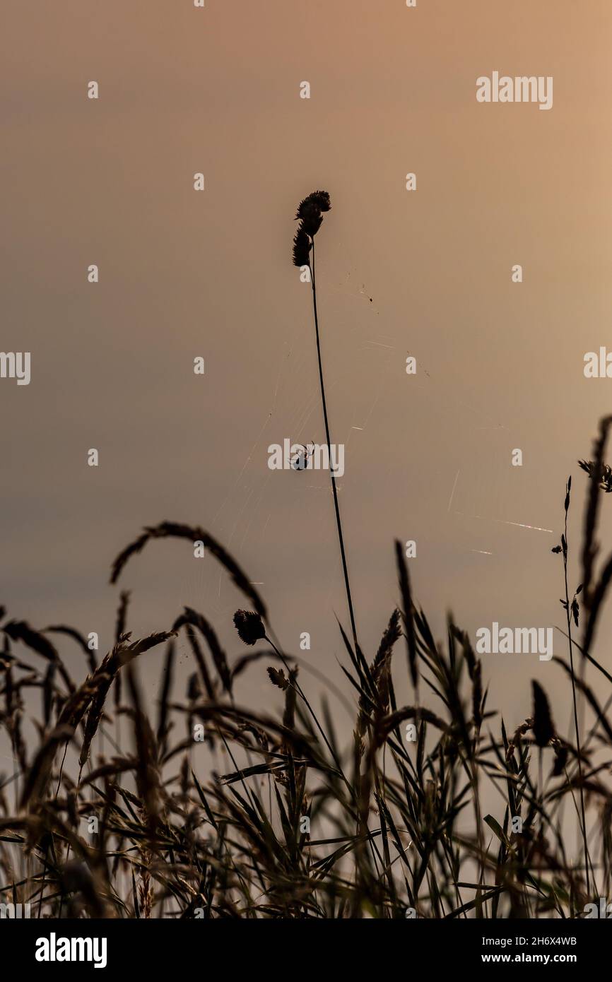Spider dangling hi-res stock photography and images - Alamy